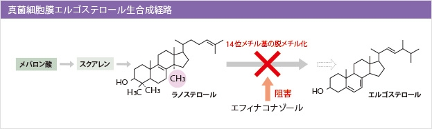 製品Q&A | クレナフィン爪外用液10% | 科研製薬 医療関係者向け情報 KAKEN Medical Pro